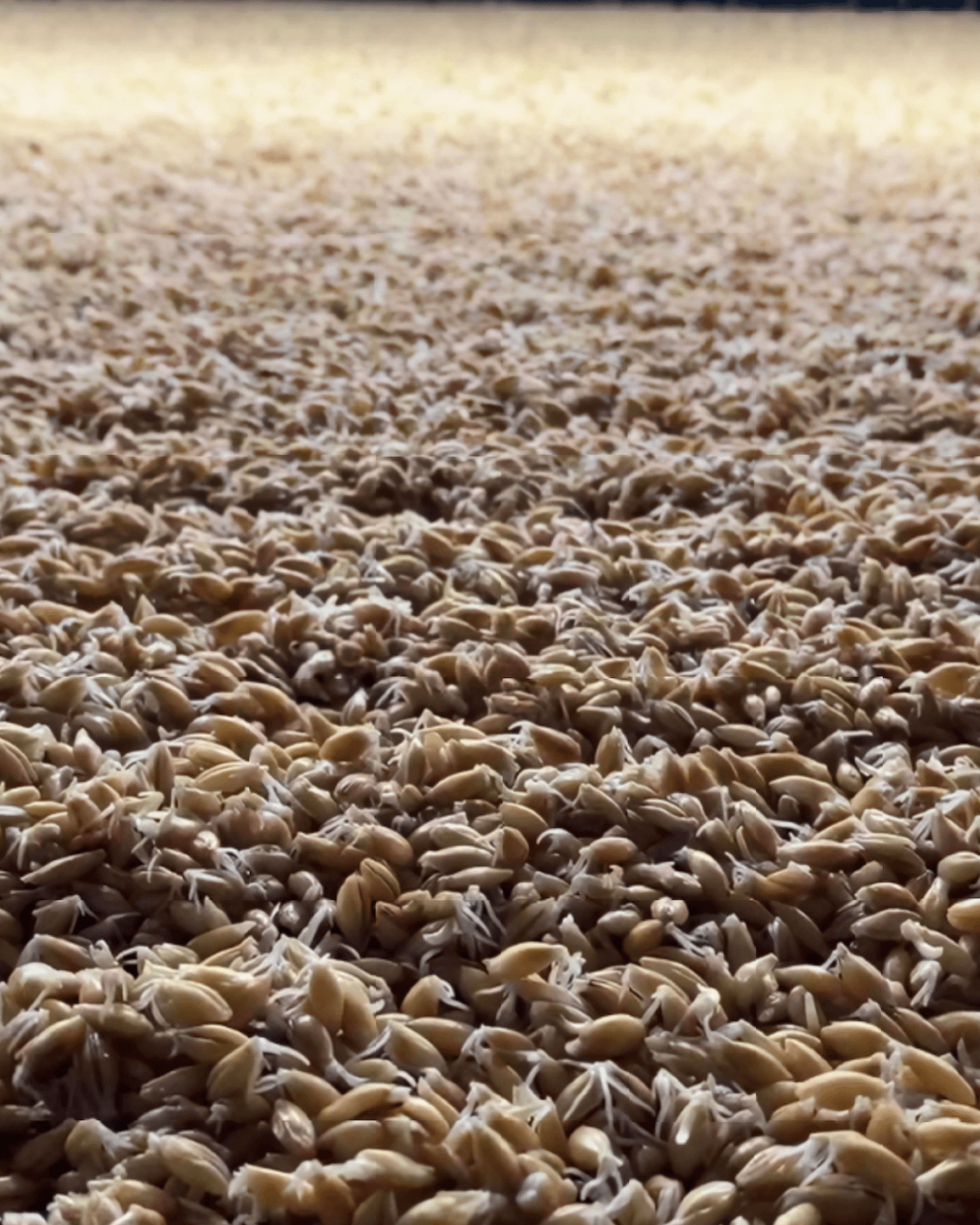 Golden Rule Dairy – Raw Milk in Arizona